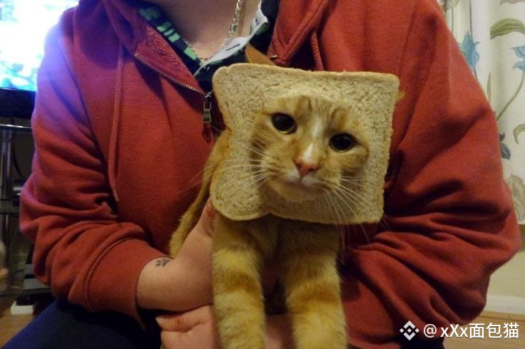 Bread Cat $INBRED is the purest community meme, based on the | xXx面包猫 ...