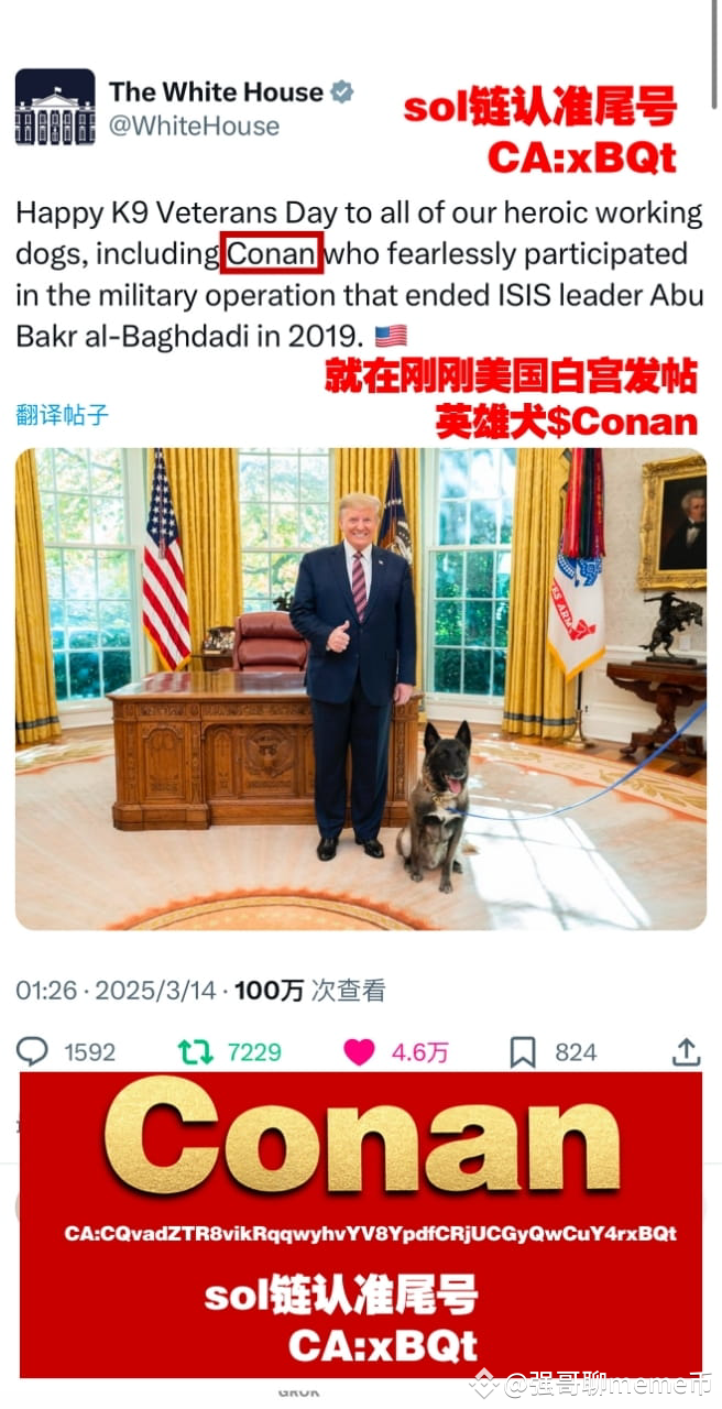 $SHIB President Dog Conan, the most impressive IP of this | Conan强哥 on ...