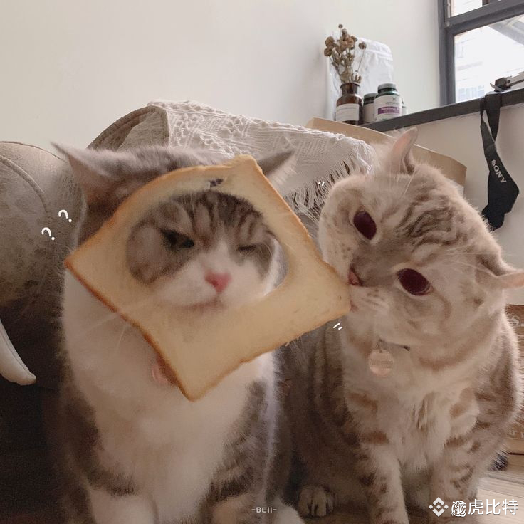 $INBRED Warning⚠ If you are still following the fake memes c | 虎比特 on ...