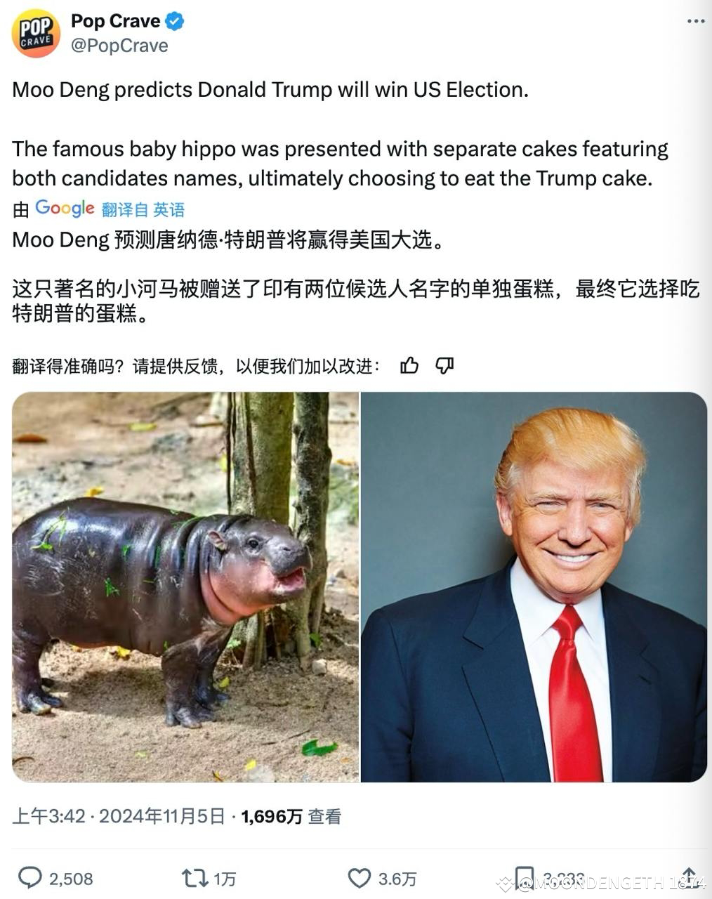 Moo Deng predicts Donald Trump will win the US election. Thi ...