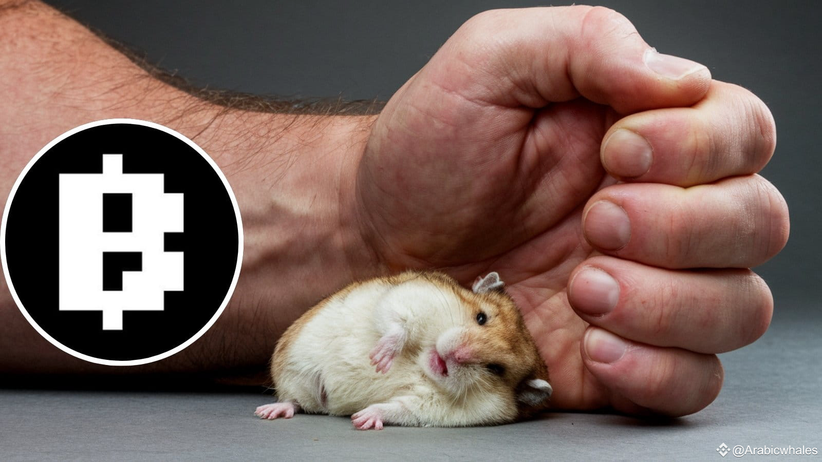 CEO of Project #BLUM Says we will be better than hamsters | حيتان العرب ...