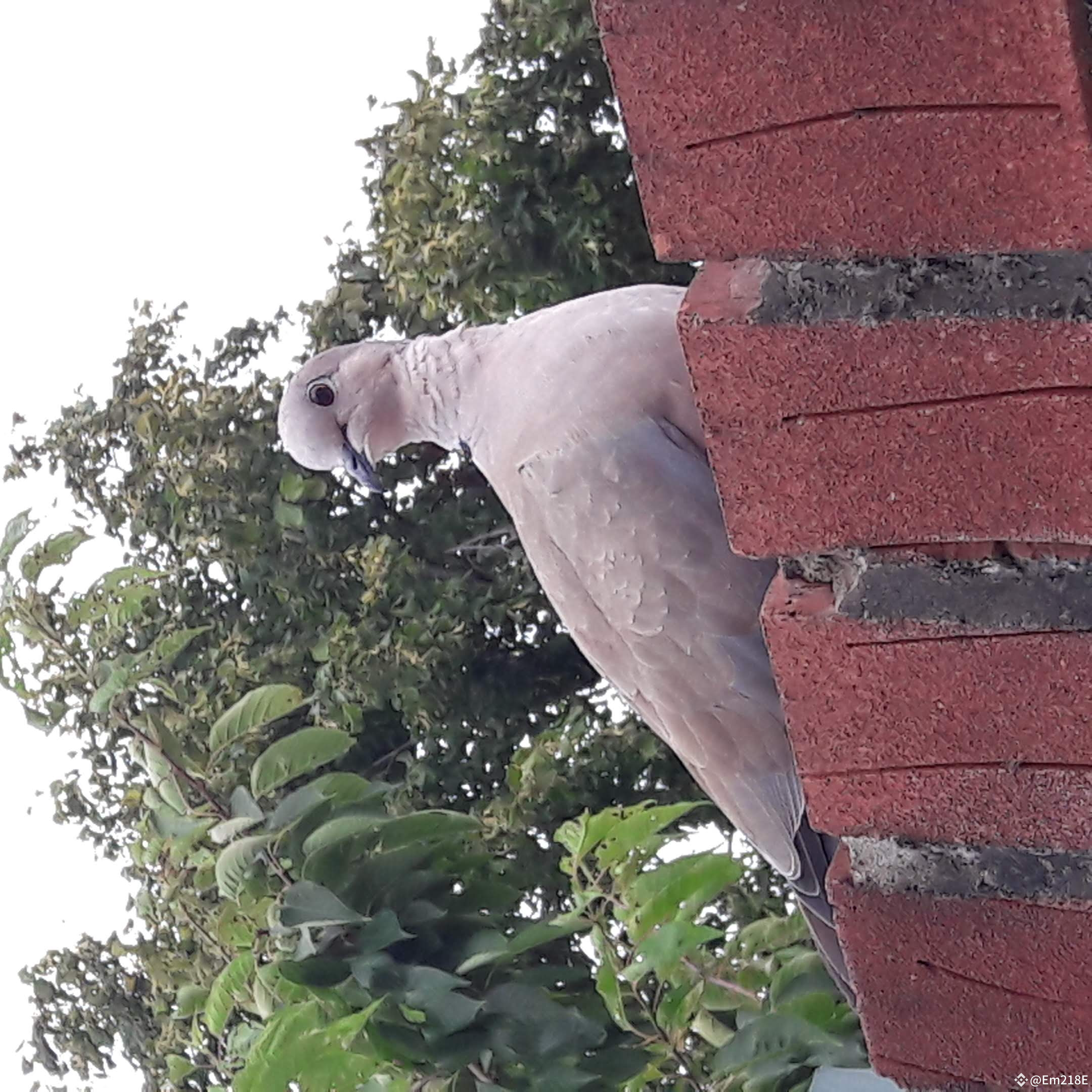 $TURBO dove said that is mother nature | Alitopan007 on Binance Square