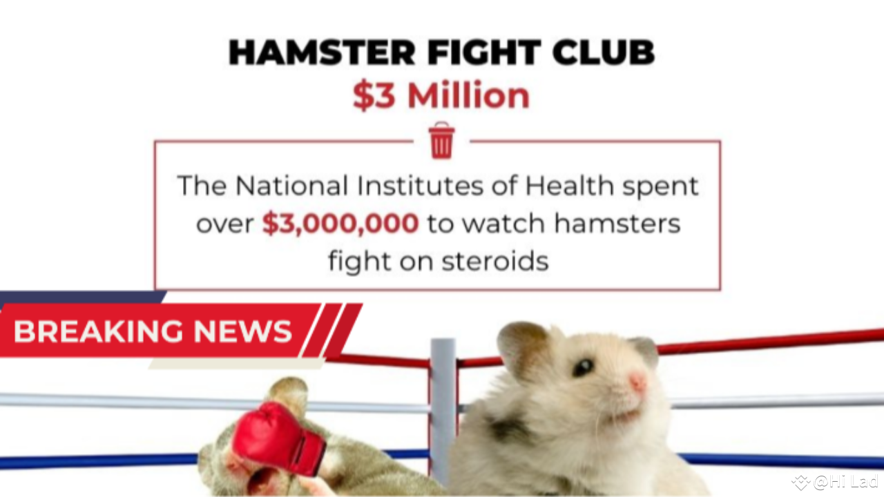 Hamster Fight Club: The Memecoin Taking Solana by Storm | Hi Lad on ...