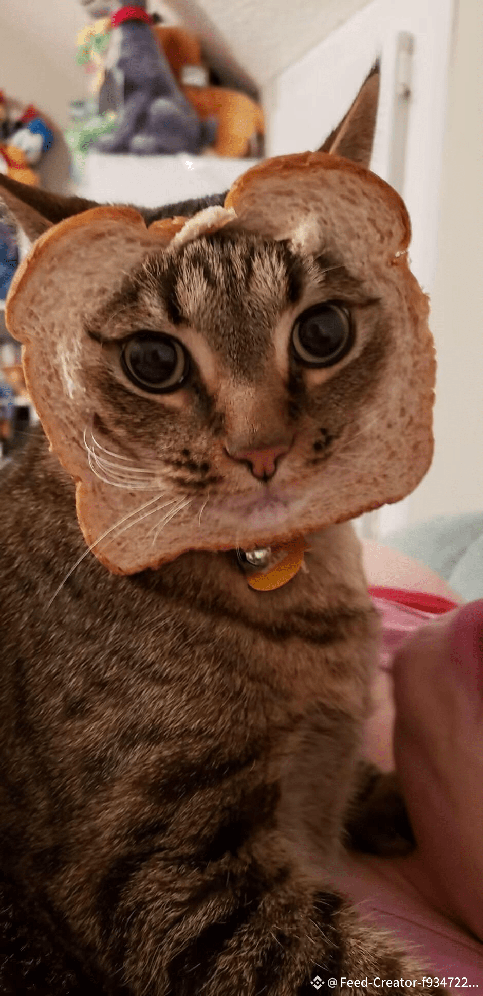 $POPCAT Bread Cat $INBRED No matter what, you should buy | Feed-Creator ...