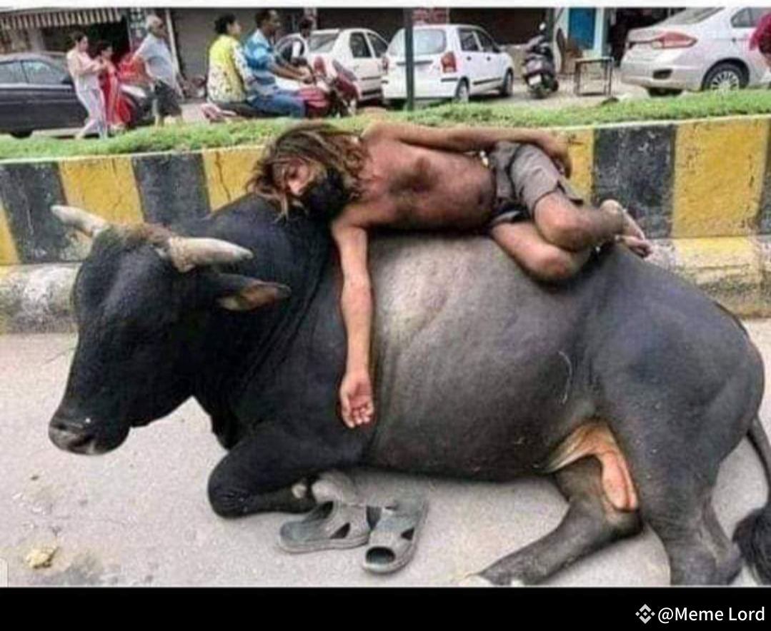 THE bull is tired and so is the investor short Bitcoin | Meme Lord on ...