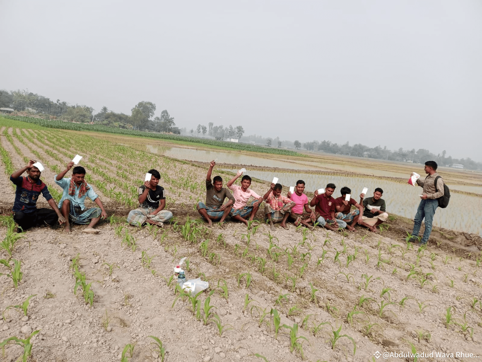 The extraordinary effort of farmer brothers to grow golden c ...