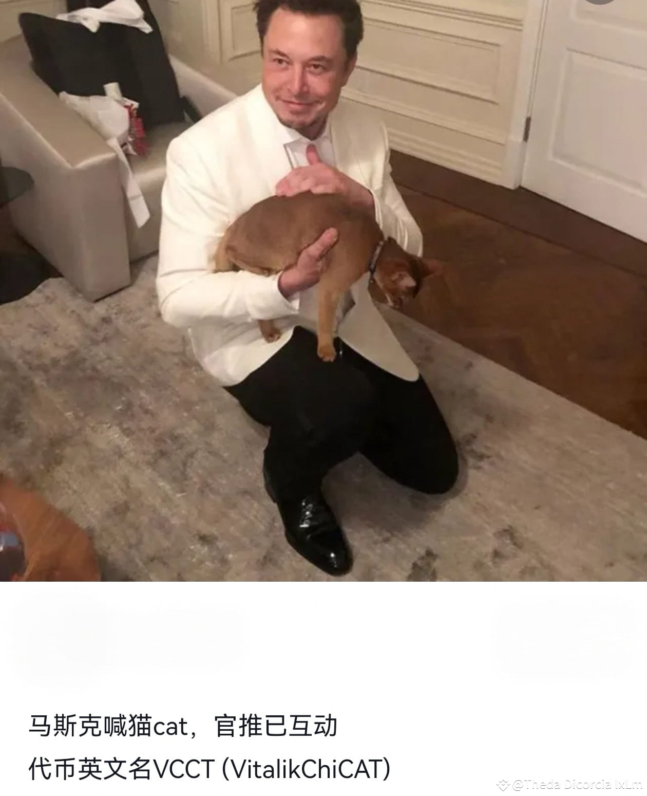 $1000CAT Musk’s cat, Musk’s cat, Musk’s cat. Everyone hold | Theda ...