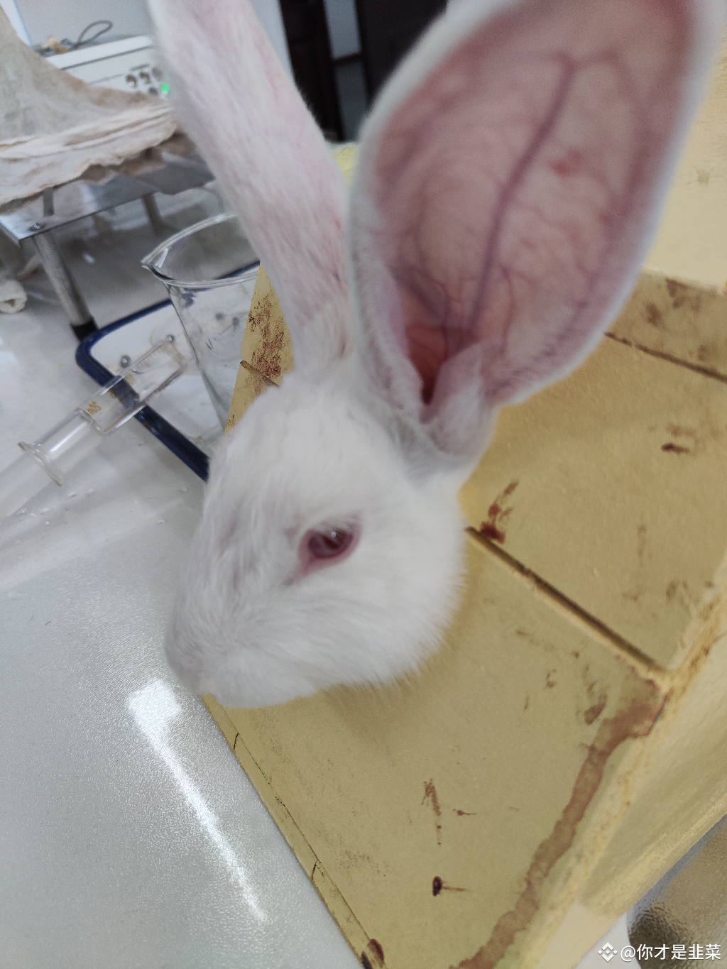 $MOODENG Go long immediately, you will thank me at midnight | 你才是韭菜 on ...