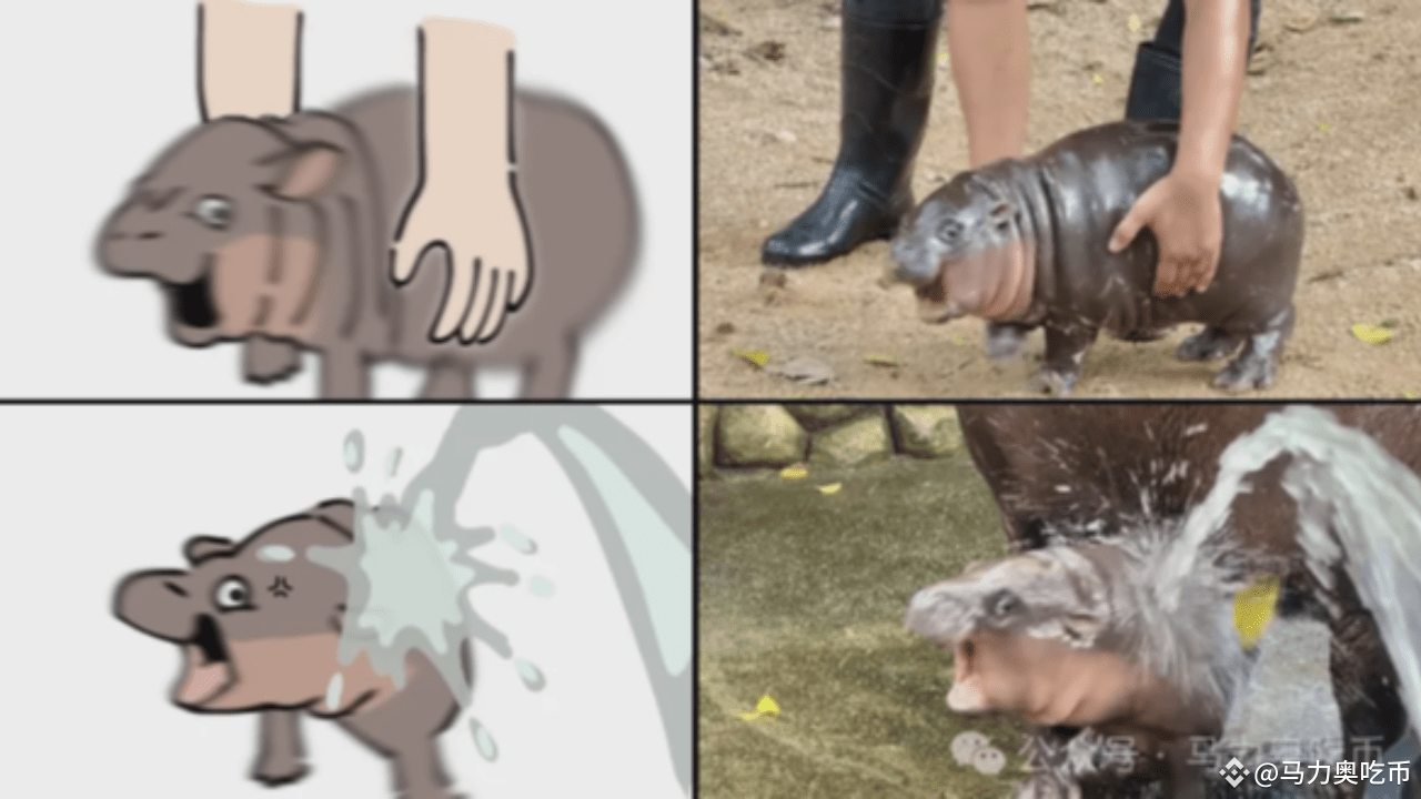 Super cute! Thailand's "bouncing pig" dwarf hippopotamus became popular ...
