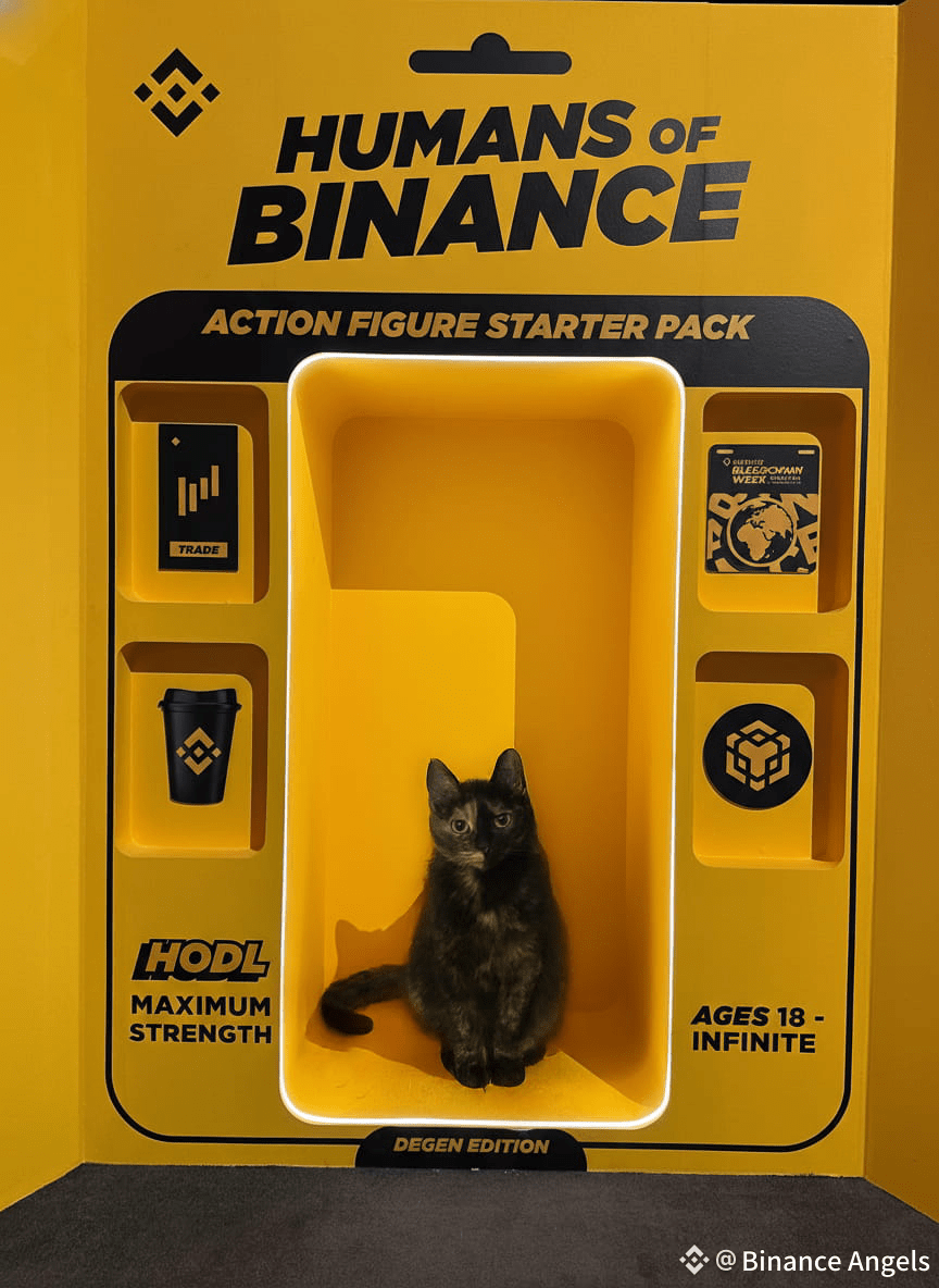 Humans of Binance Cat edition 😁 cc @Vaniko #Binance | Binance Angels on ...
