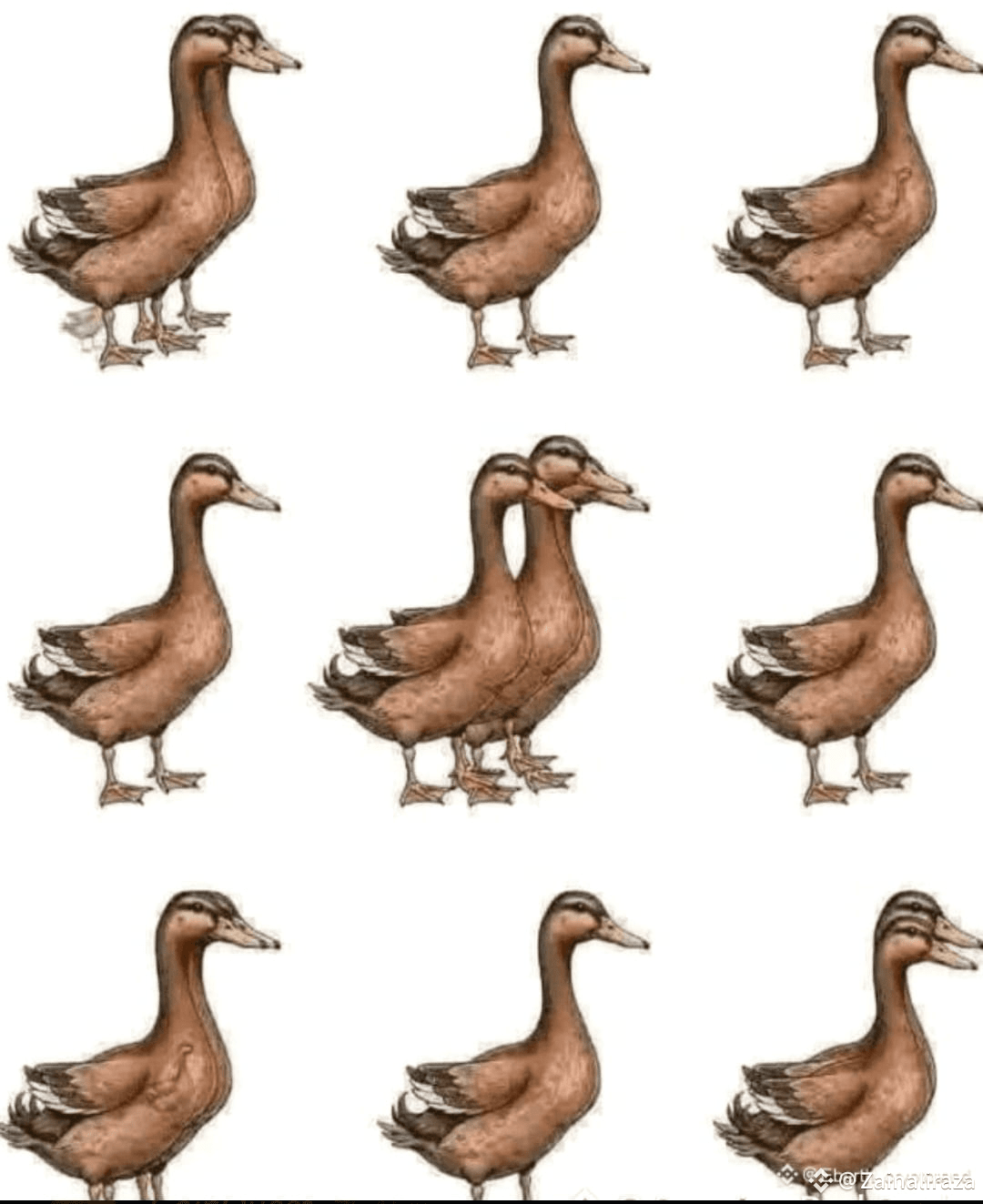 How much ducks are there in this image?? ️ ️ ️ ️🚀🚀🚀 $TRU | Crypto ...