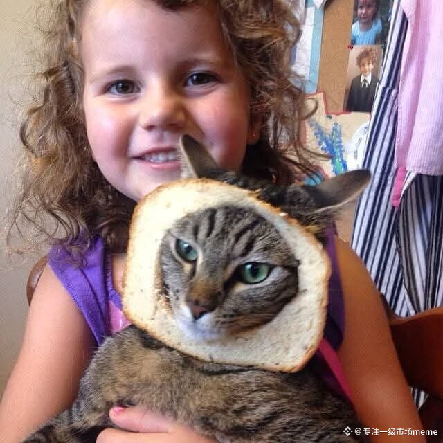 #美国加征关税 Bread Cat $INBRED is the Hat Dog among cats $WIF. B | 专注一级市场 ...